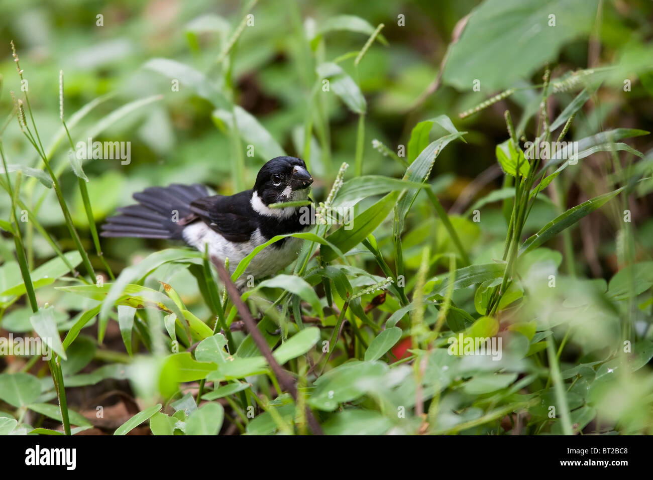 Variable seedeater sporophila corvina hi-res stock photography and ...
