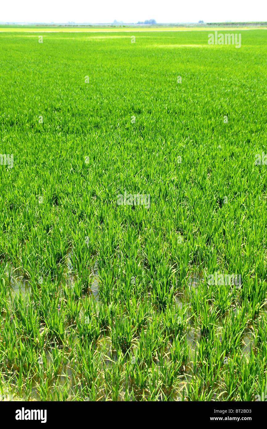Valencia rice field hi-res stock photography and images - Alamy