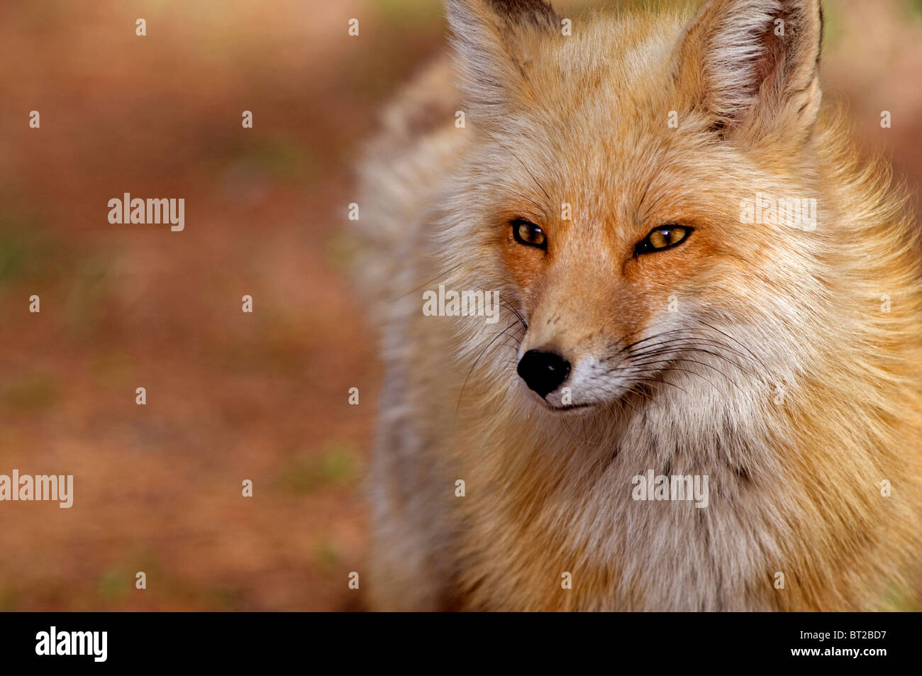 Red fox in Colorado Stock Photo - Alamy