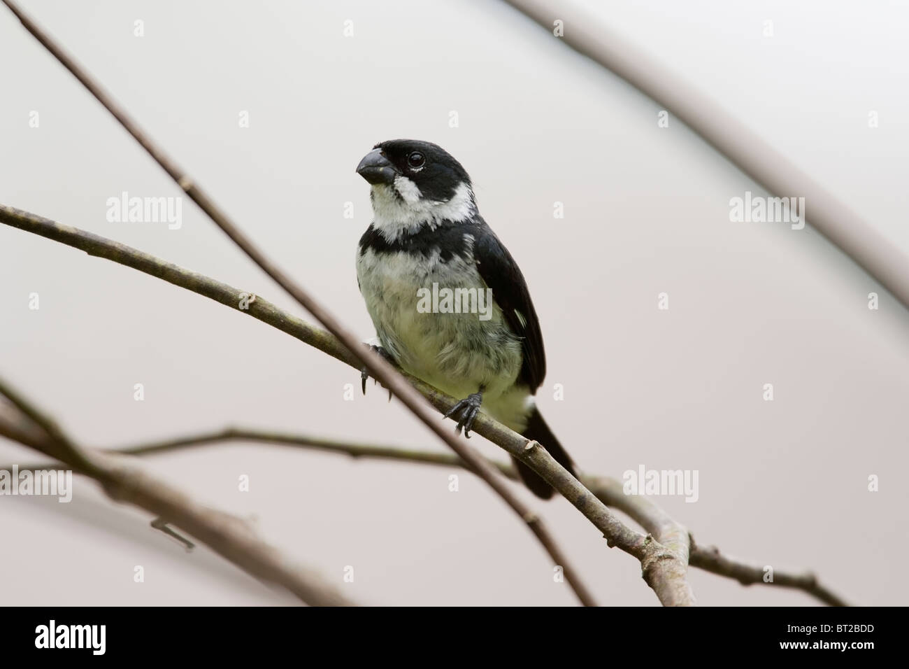 Variable Seedeater (Sporophila corvina ophthalmica), male Stock Photo ...