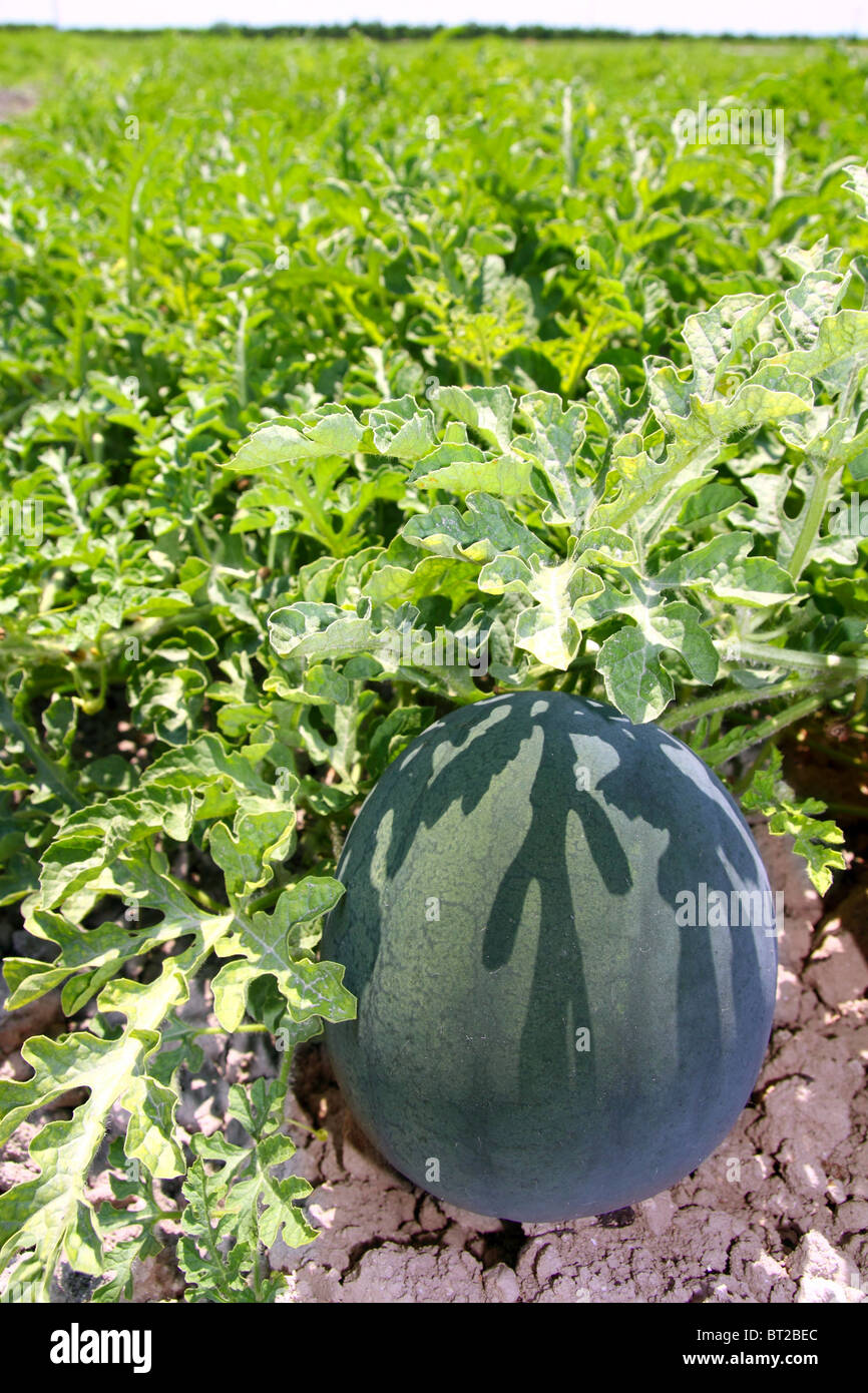 Watermelon field hi-res stock photography and images - Alamy