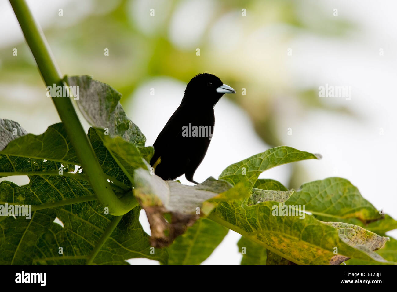Flame-rumped Tanager (Ramphocelus flammigerus icteronotus), male Stock ...