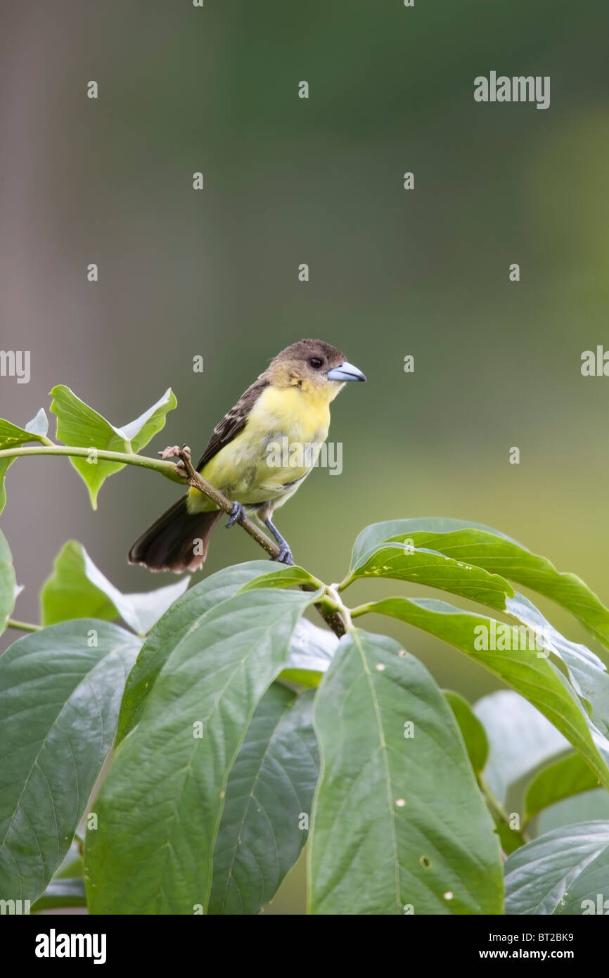 Flame-rumped Tanager (Ramphocelus flammigerus icteronotus), female ...