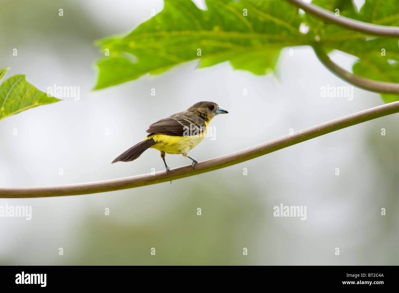Flame-rumped Tanager (Ramphocelus flammigerus icteronotus), female ...