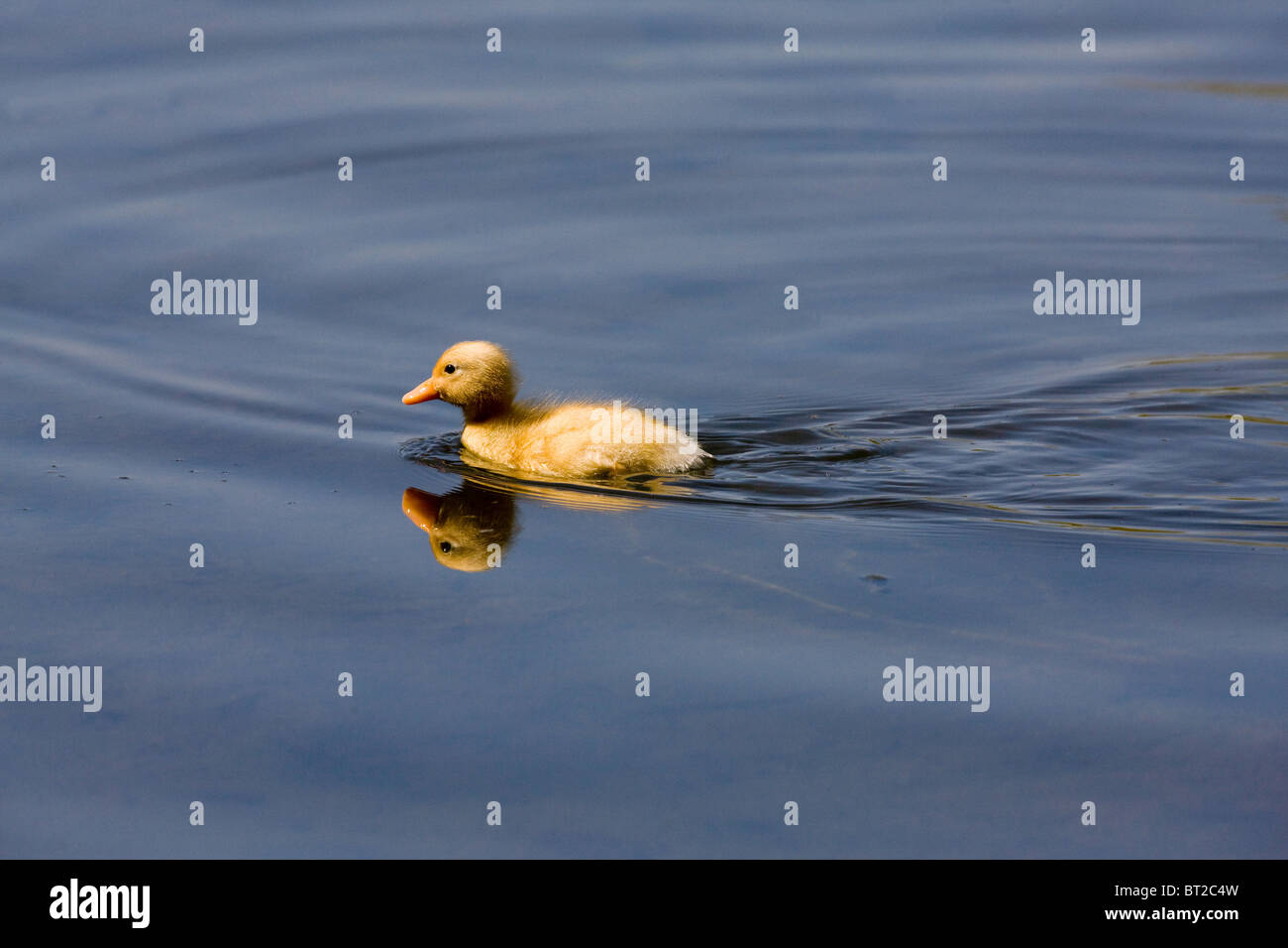 Golden duckling feeding on lake Stock Photo - Alamy