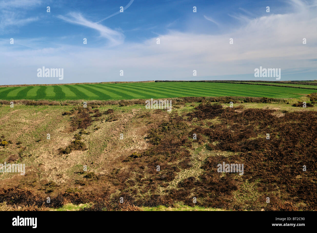 Pattern and texture in nature. North Devon, England, UK, United Kingdom ...