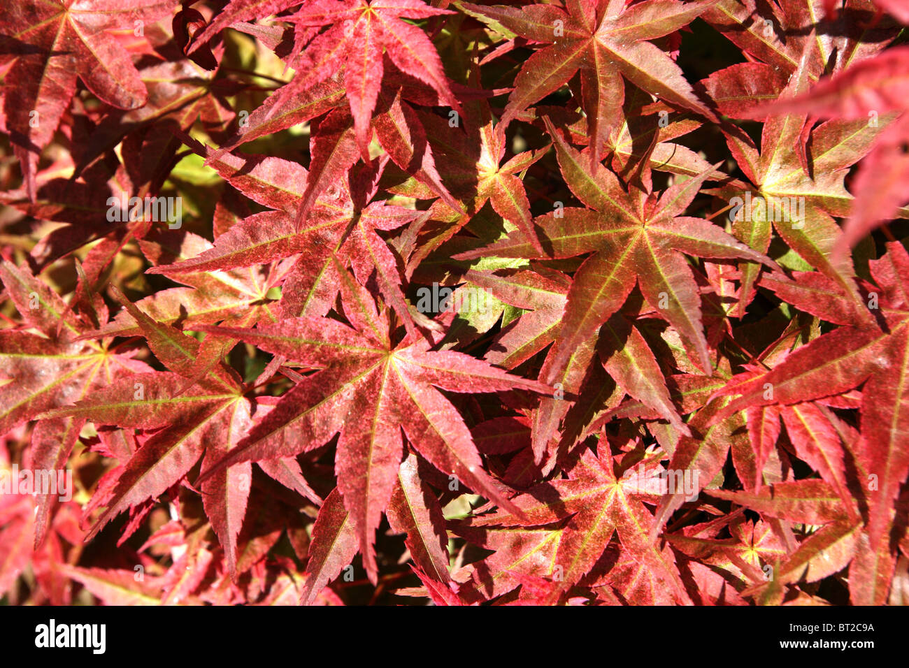 Many red maple leaves Stock Photo - Alamy