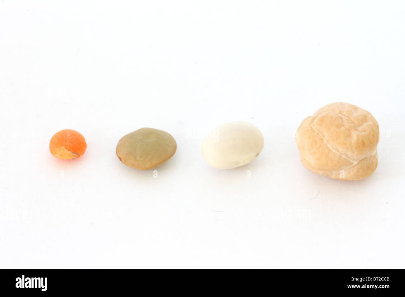 Single chickpea (indian pea) and lentil on white background close up ...