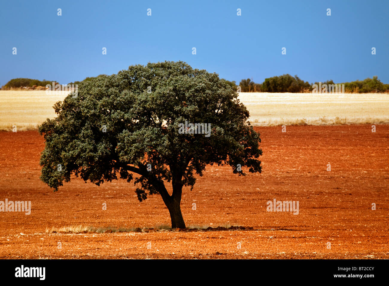 Encina y campos de cultivo en Ciudad Real Castilla La Mancha España oak ...