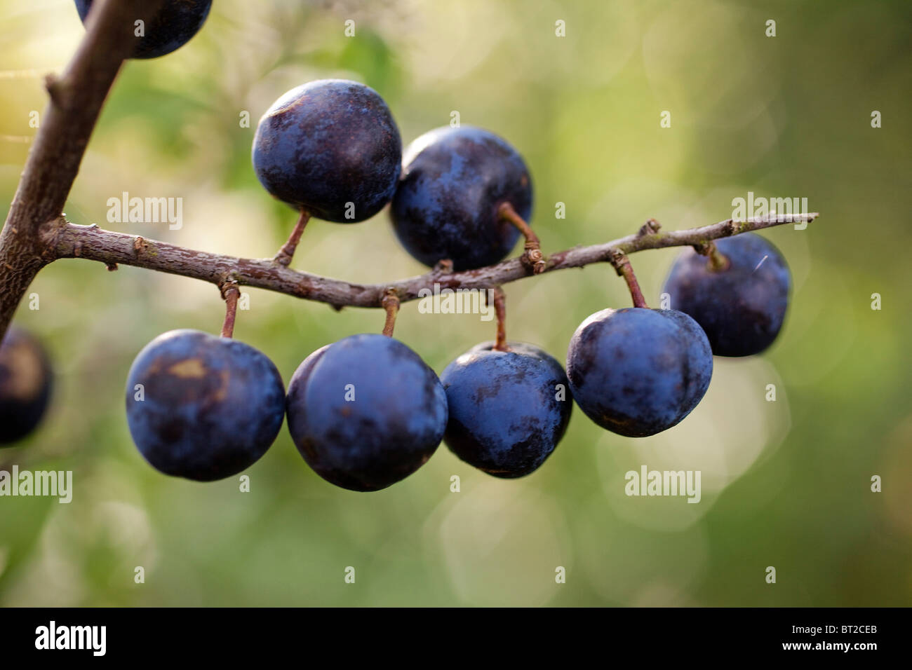 Endrinas sloes endrin Stock Photo - Alamy