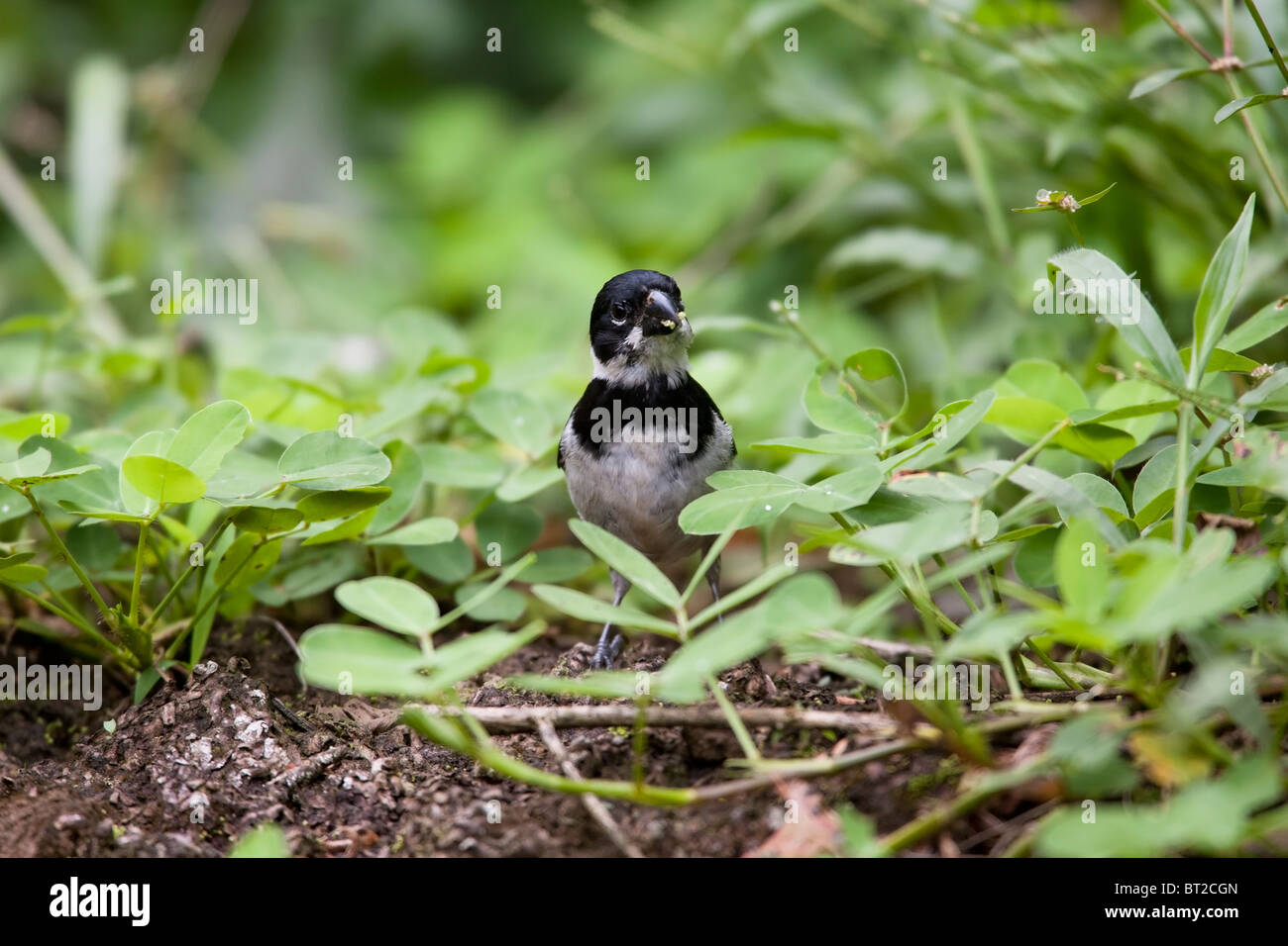 Variable seedeater sporophila corvina hi-res stock photography and ...