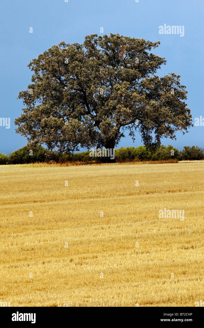 árbol y campo hi-res stock photography and images - Alamy