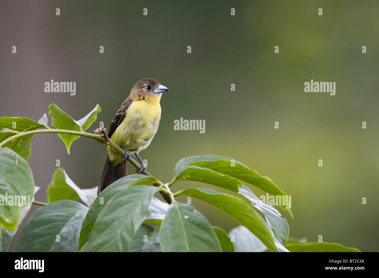 Flame-rumped Tanager (Ramphocelus flammigerus icteronotus), female ...