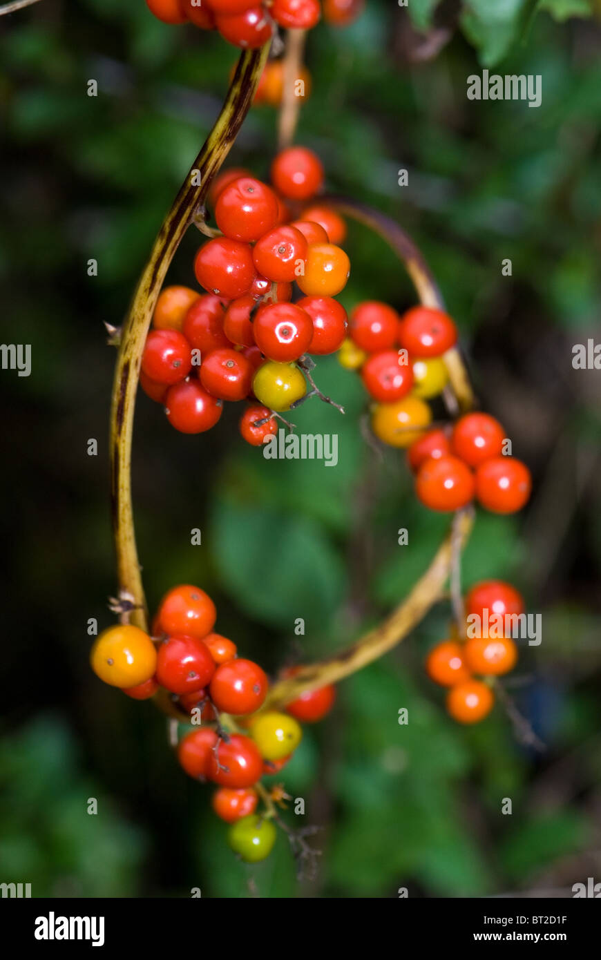 Bryonia dioica red bryony hi-res stock photography and images - Alamy