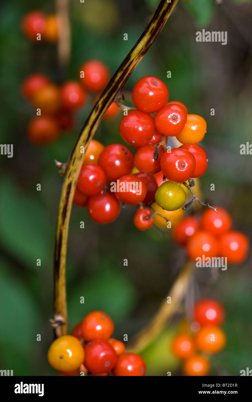 Close-up of the ripe poisonous fruit berries of the White of Red Bryony ...