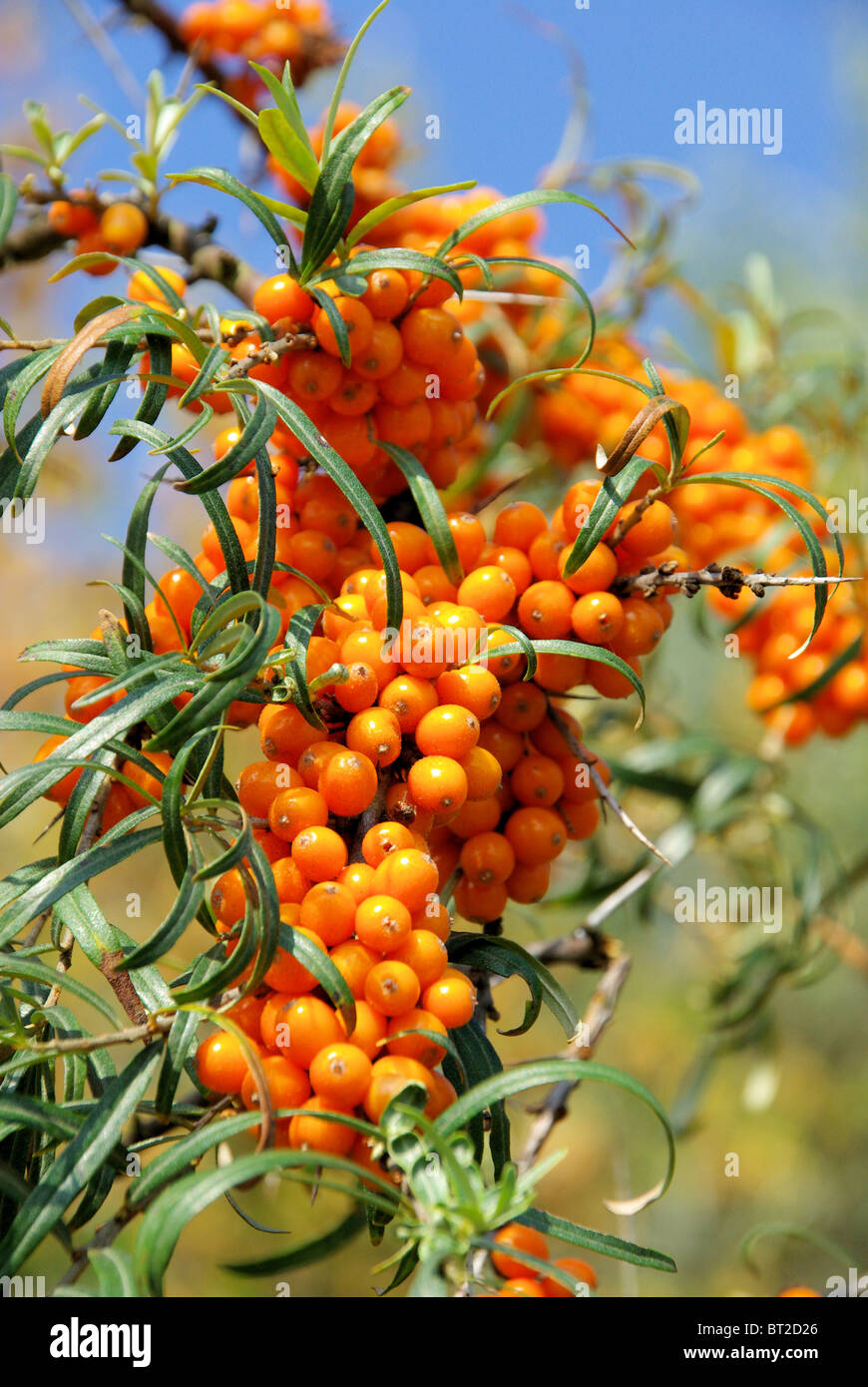 Busch strauch sanddorn hi-res stock photography and images - Alamy