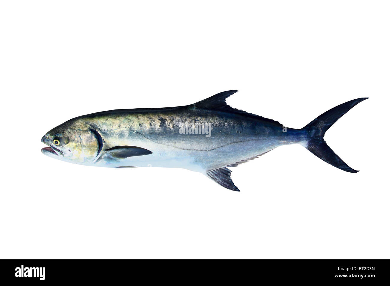 Garrick Lichia Amia Leerfish Leervis fish Jack isolated on white Stock ...