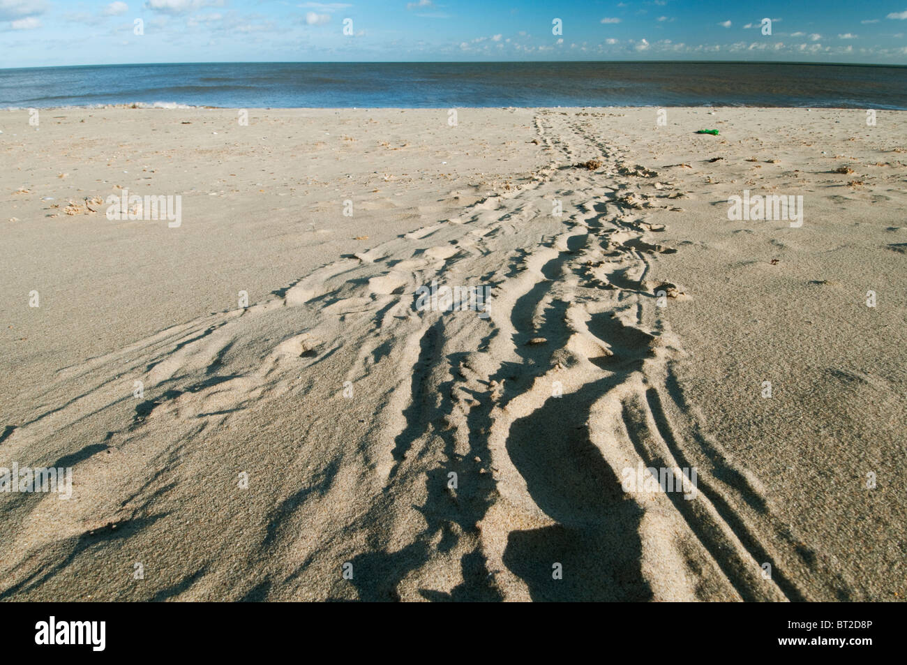 Grey seal tracks in the sand hi-res stock photography and images - Alamy