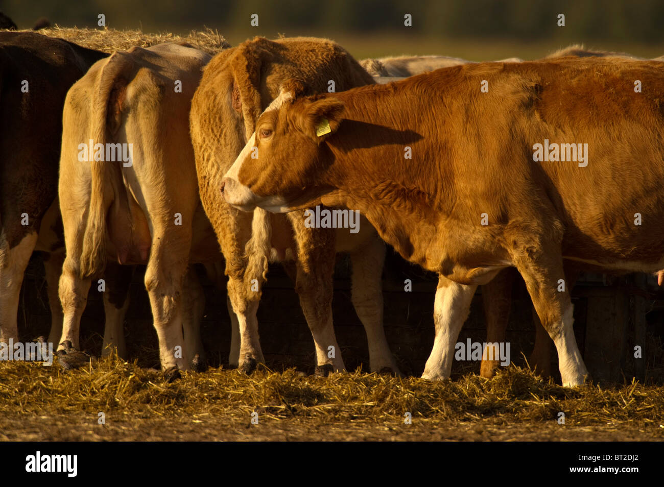 Group of cattle feeding on hay Stock Photo - Alamy