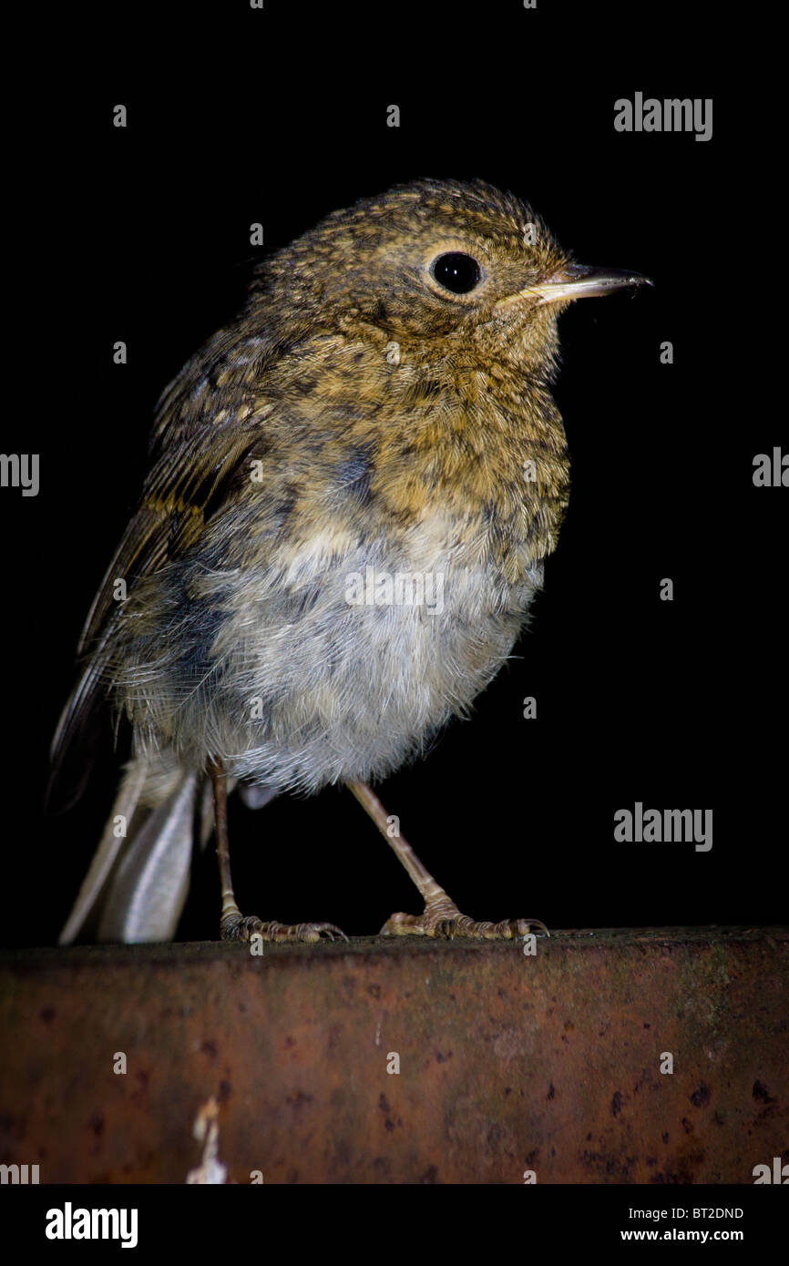 Just fledged bird on it's first flight out of the nest. Erithacus ...