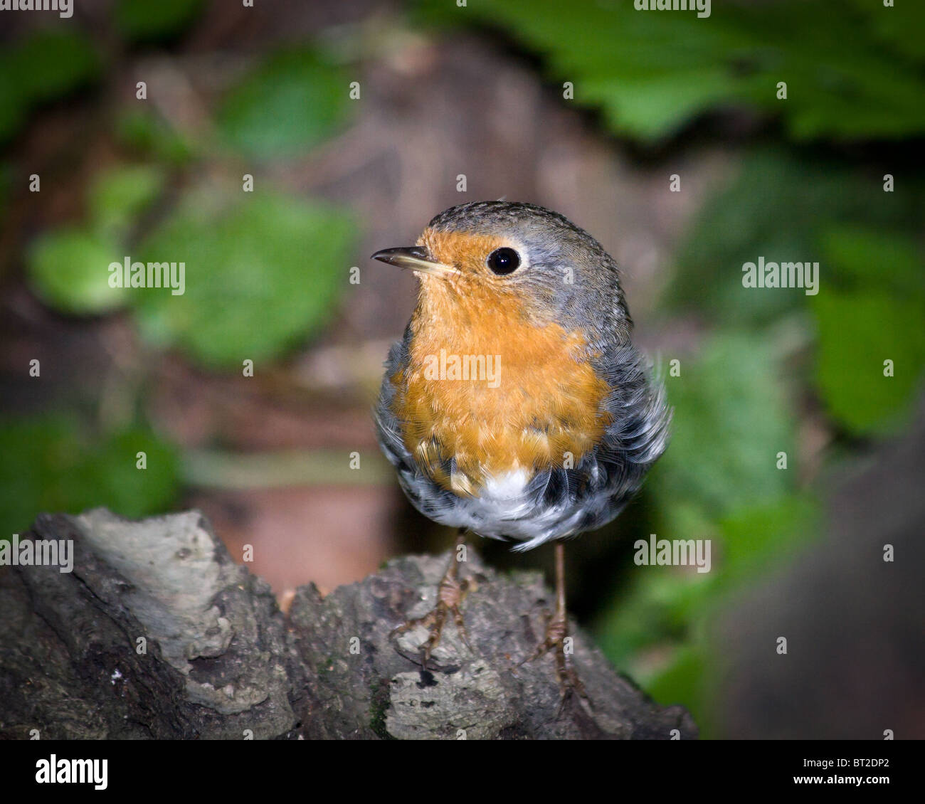 Wild bird Robin in a natural habitat. Wildlife Photography Stock Photo ...