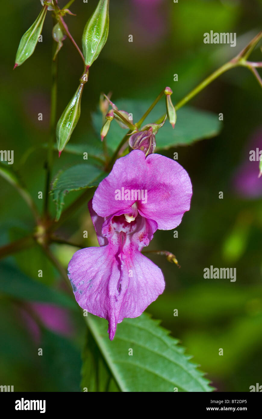 Close-up of the Himalayan balsam Impatiens glandulifera a non-native ...