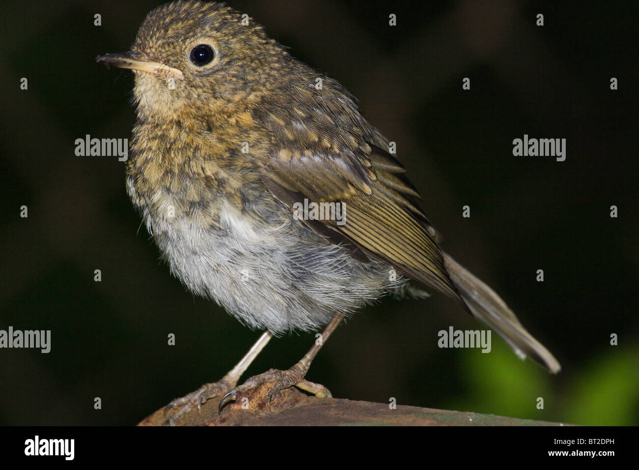 Just fledged bird on it's first flight out of the nest. Erithacus ...