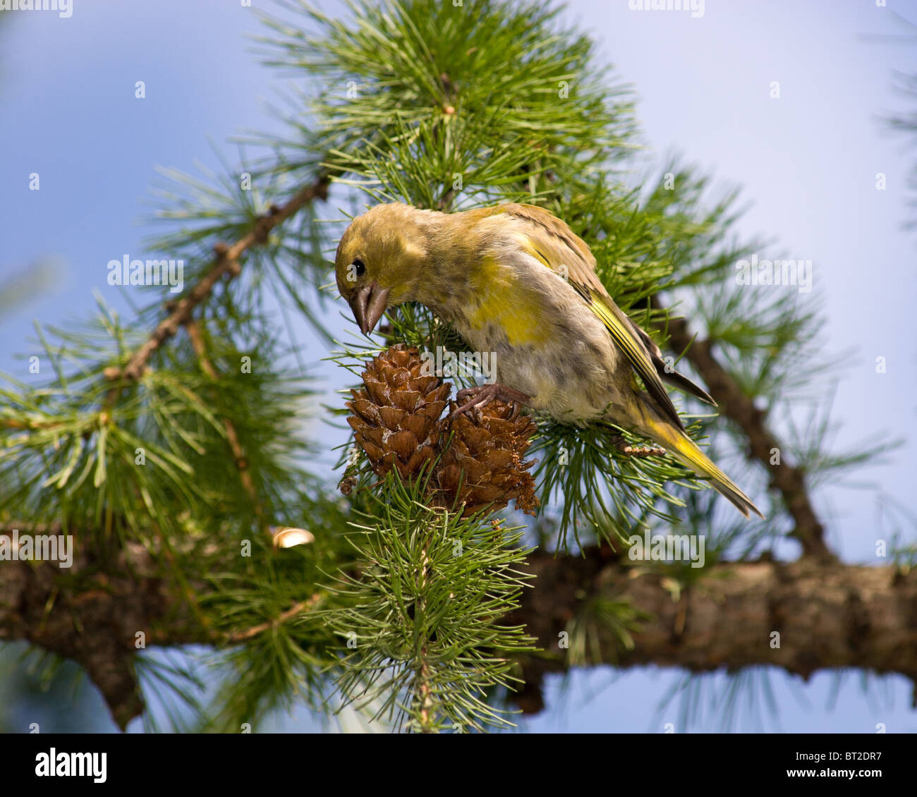 The Greenfinch (Carduelis chloris) in the wild nature. Wild bird Stock ...