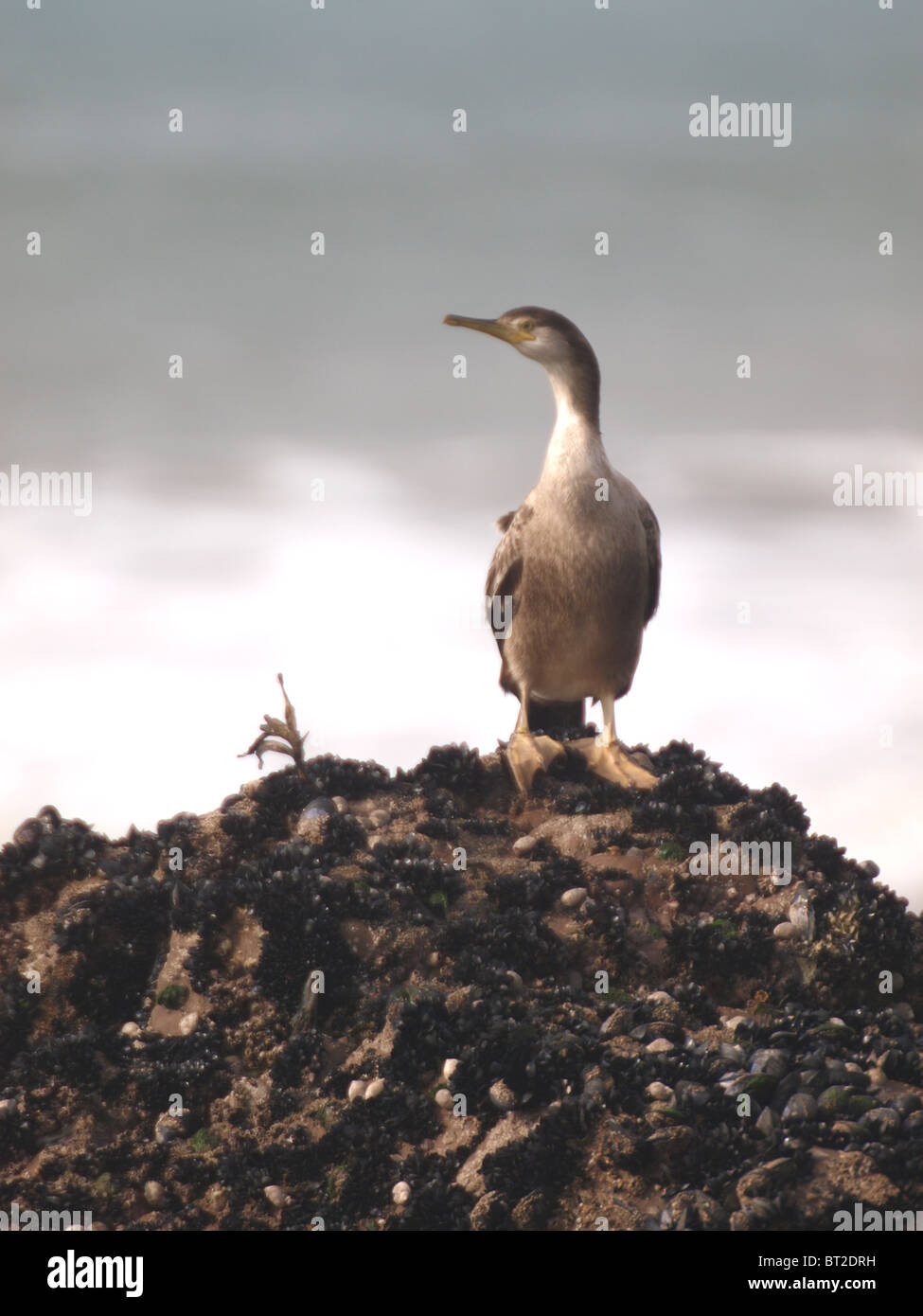 Young Cormorant, Phalacrocorax carbo, Cornwall, UK Stock Photo - Alamy