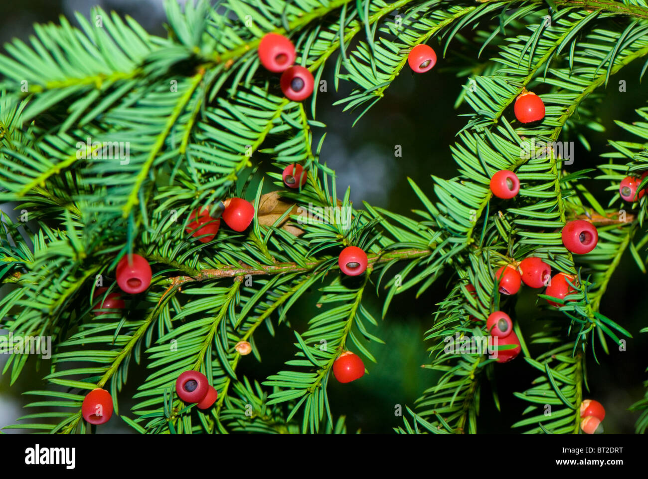 Poisonous ripe berries of the Yew tree Stock Photo - Alamy