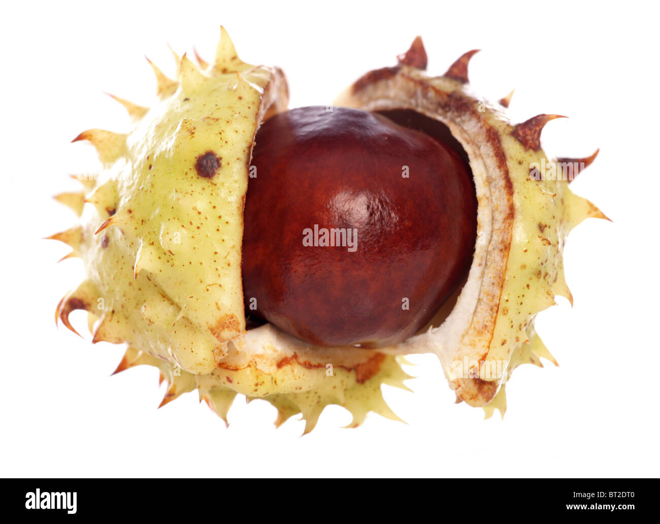 Horse chestnut conker hi-res stock photography and images - Alamy