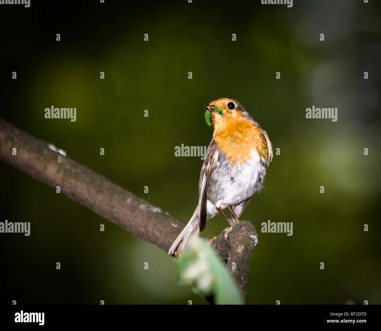 Wild bird Robin in a natural habitat. Wildlife Photography Stock Photo ...