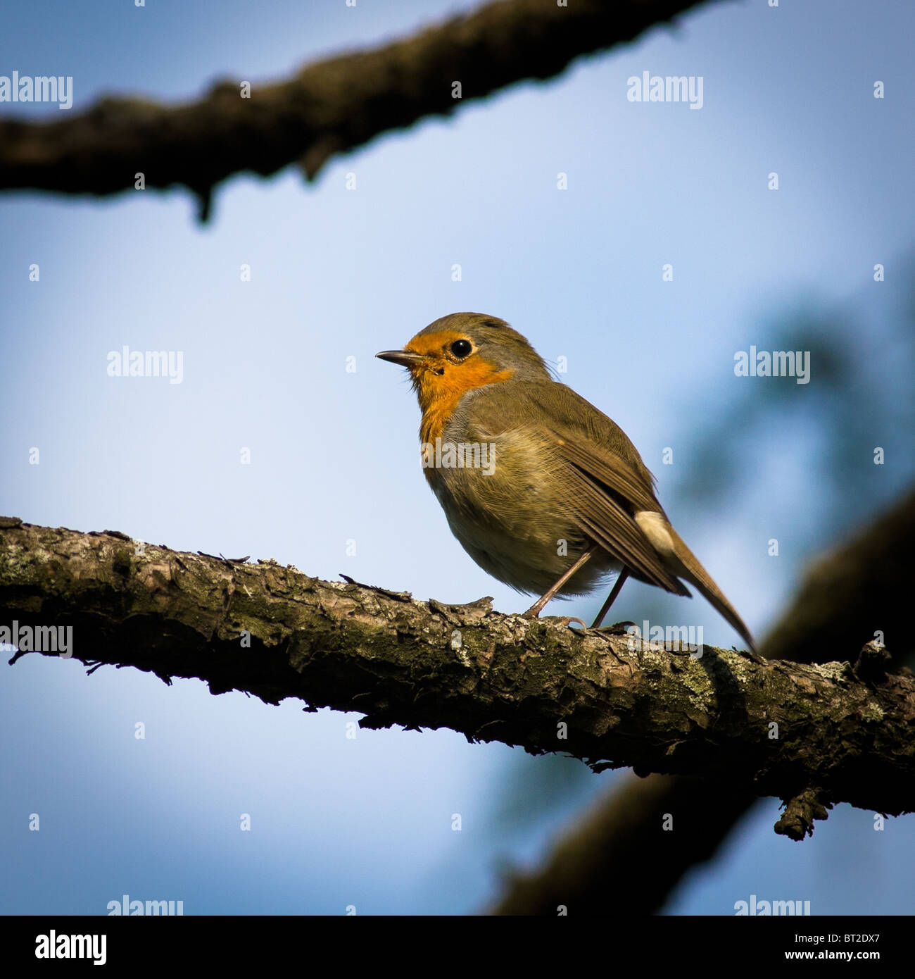 Robin in wild hi-res stock photography and images - Alamy