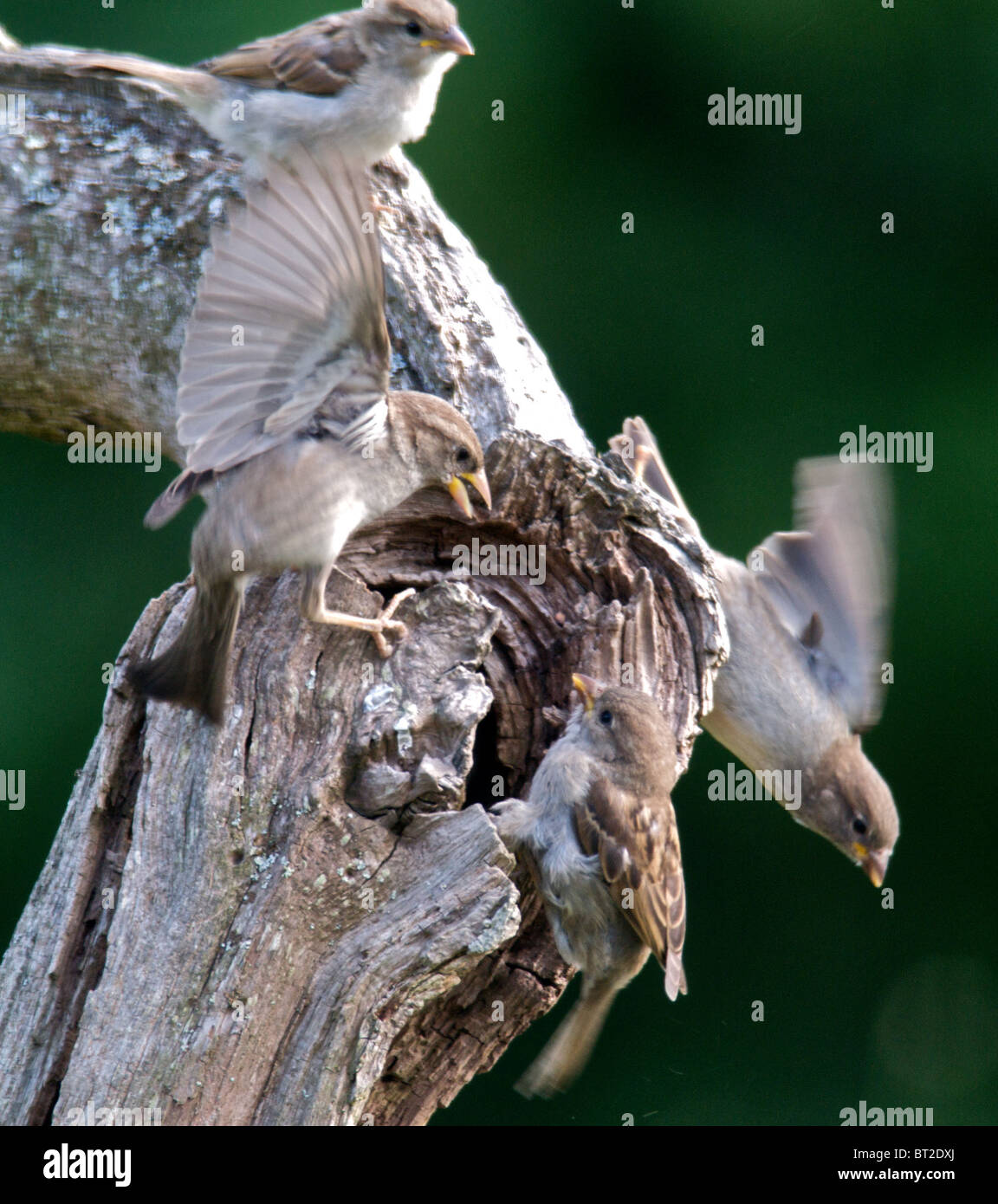 young sparrows squabbling Stock Photo - Alamy