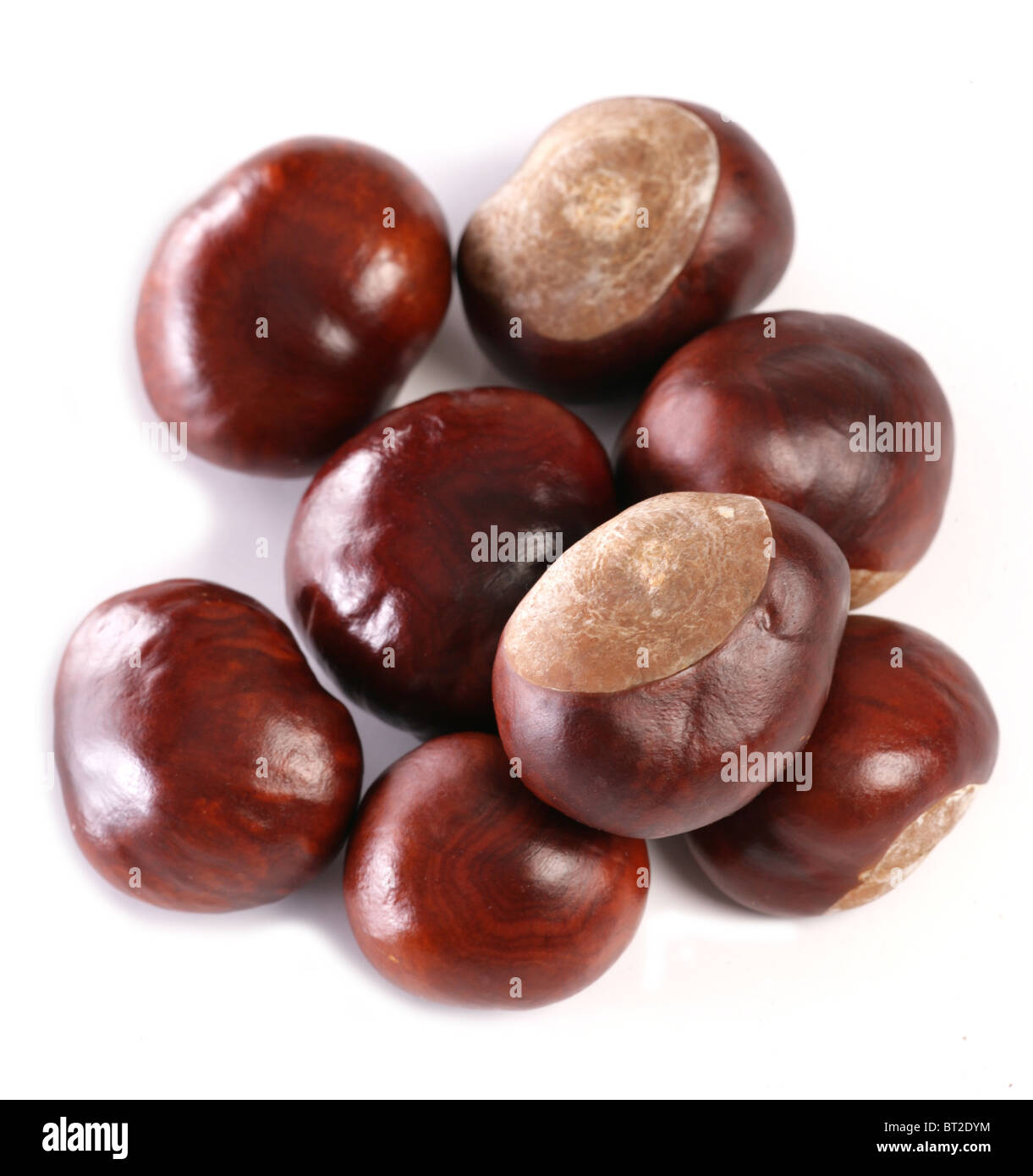horse-chestnut conkers isolated studio cutout Stock Photo - Alamy