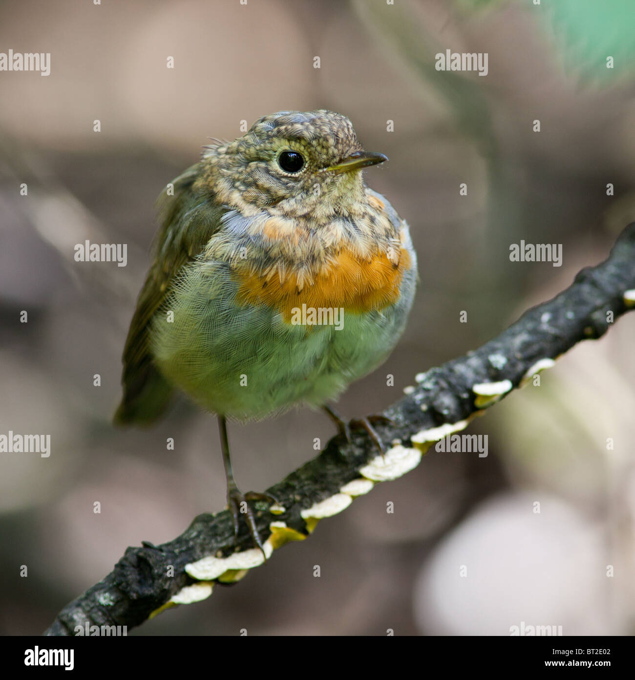 Immature robin bird nest hi-res stock photography and images - Alamy