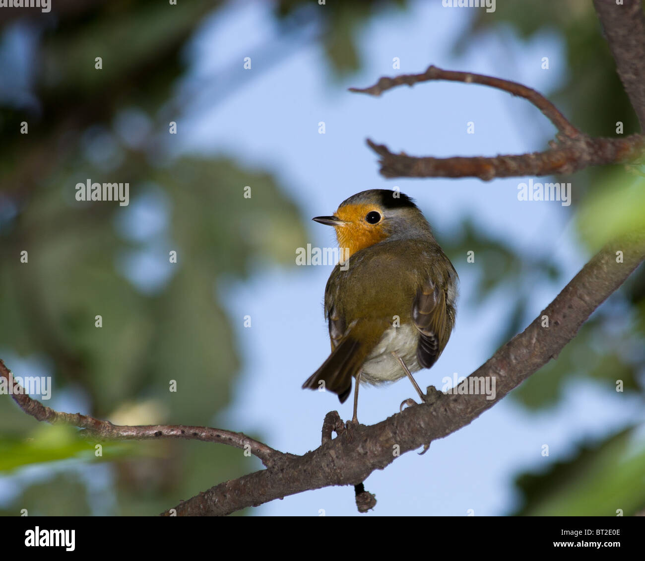 Wild bird Robin in a natural habitat. Wildlife Photography Stock Photo ...