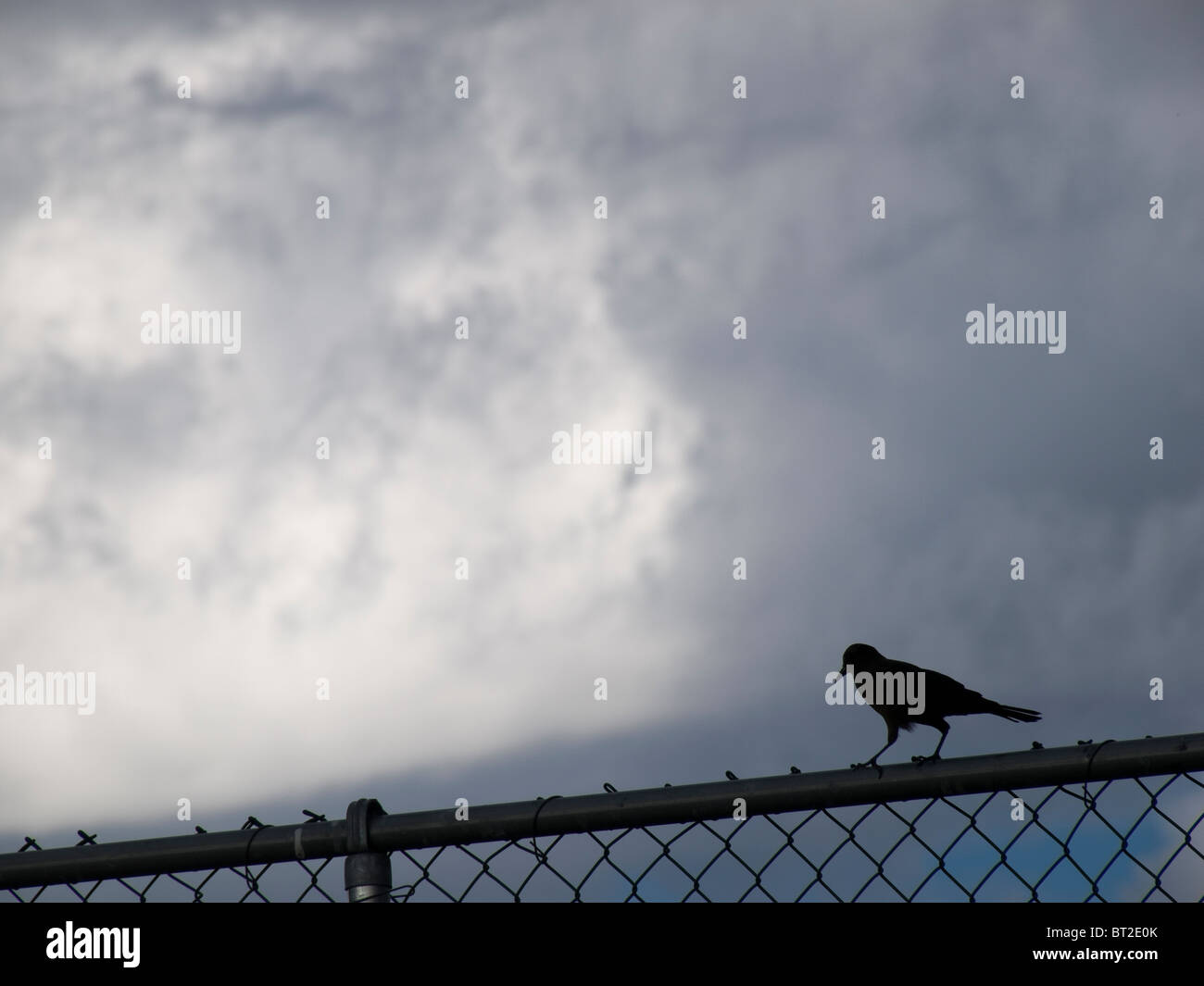 Cactus Wren, State bird of Arizona, depress, depression, sad, aging ...