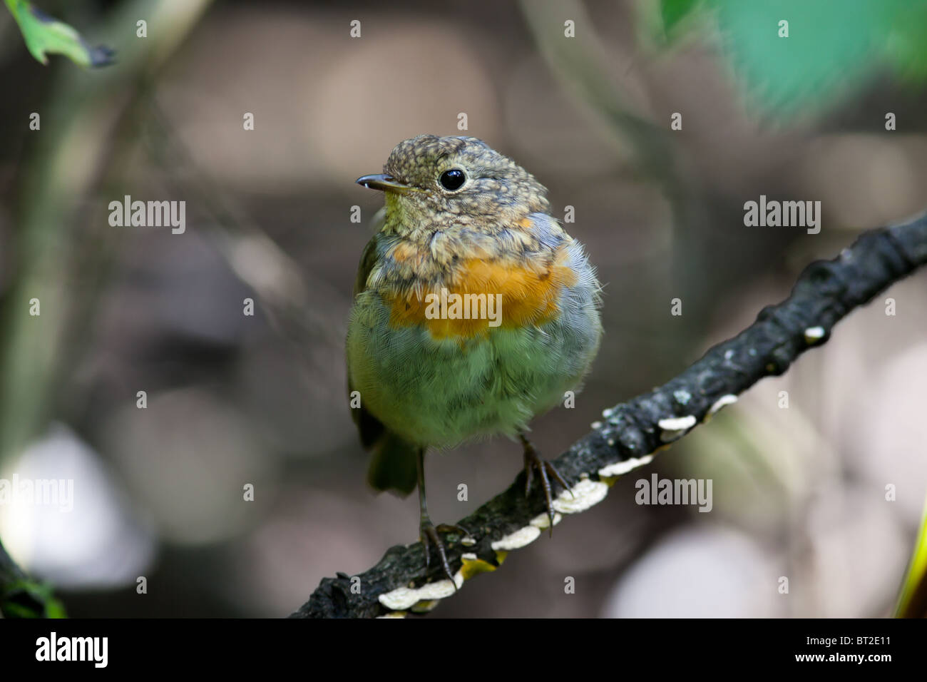 Robin fledgling nest hi-res stock photography and images - Alamy