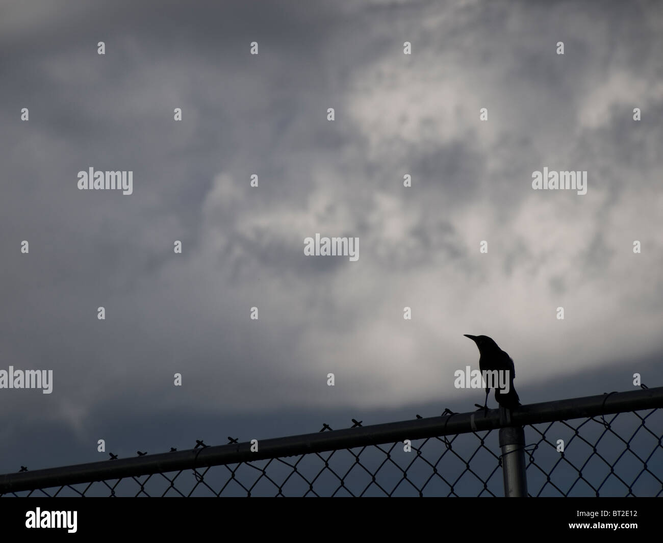 Cactus Wren, State bird of Arizona, depress, depression, sad, aging ...