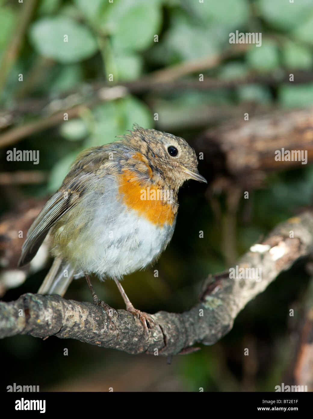 Just fledged bird on it's first flight out of the nest. Erithacus ...