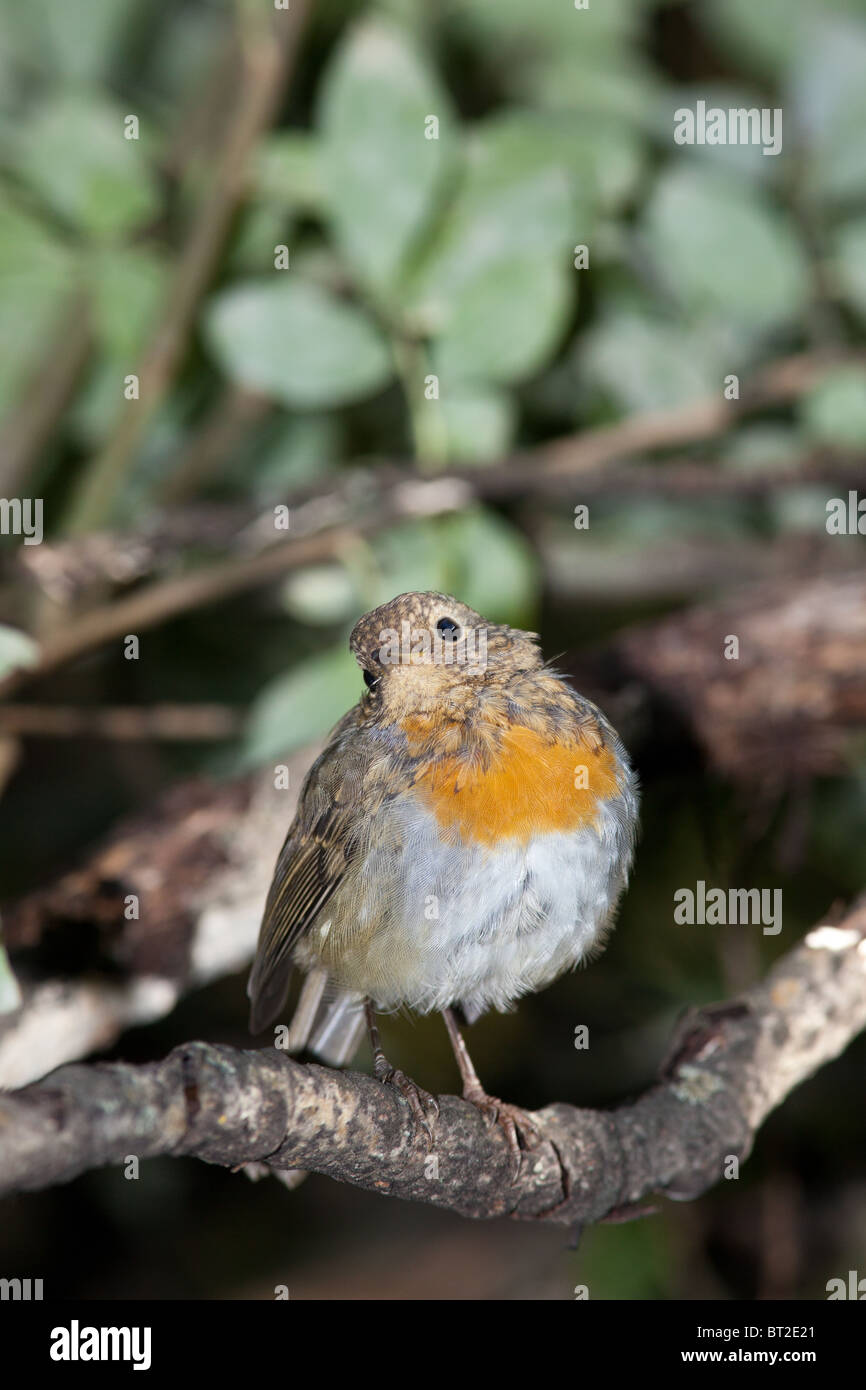 Just fledged bird on it's first flight out of the nest. Erithacus ...