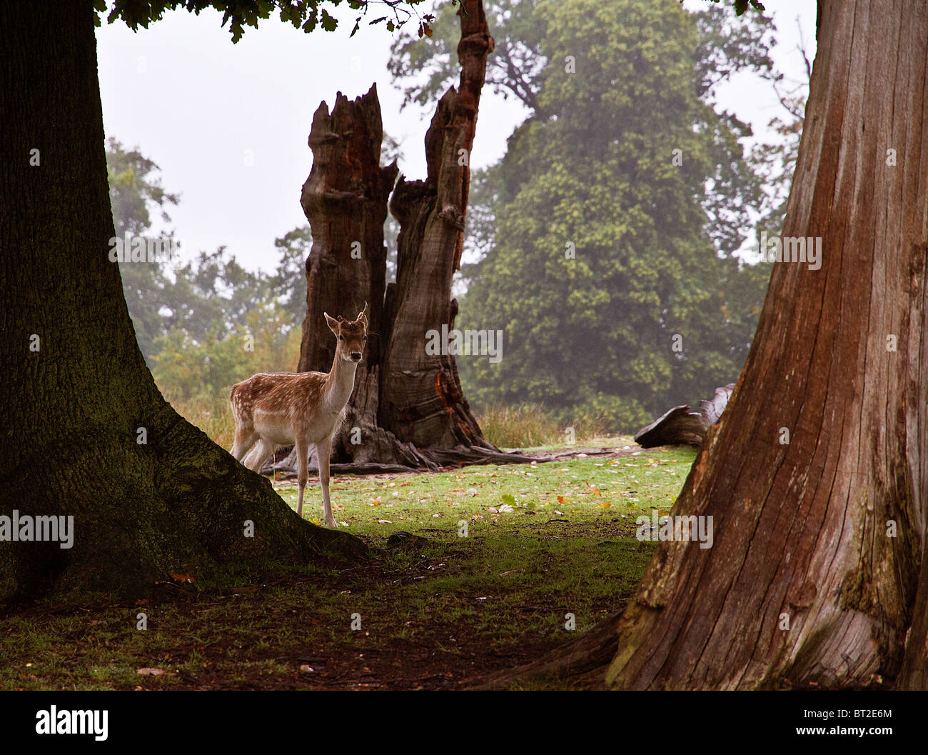 A timid Fallow Deer peers through a group of trees Stock Photo - Alamy