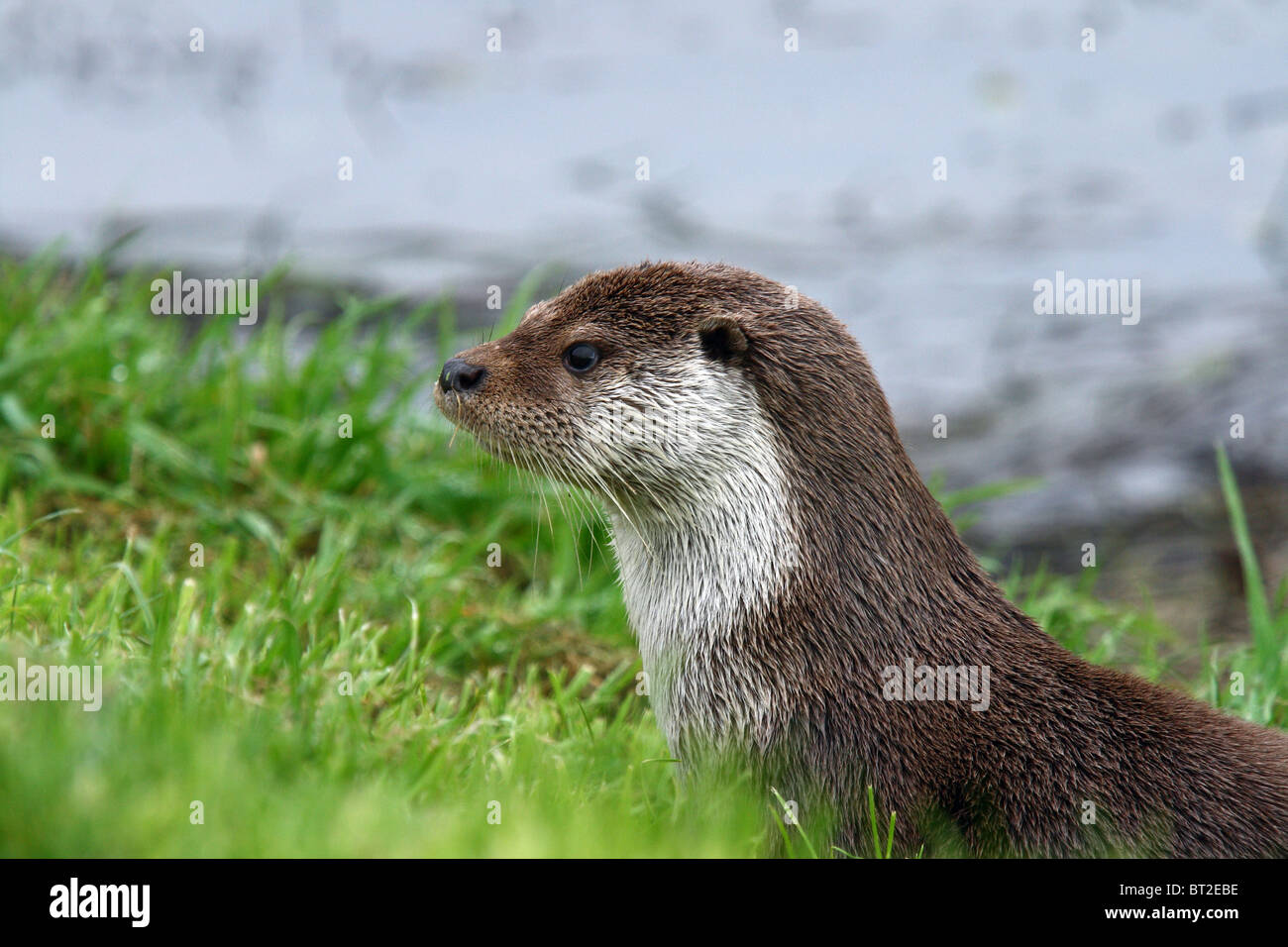 European Otter (Lutra lutra) - aka Eurasian Otter Stock Photo - Alamy