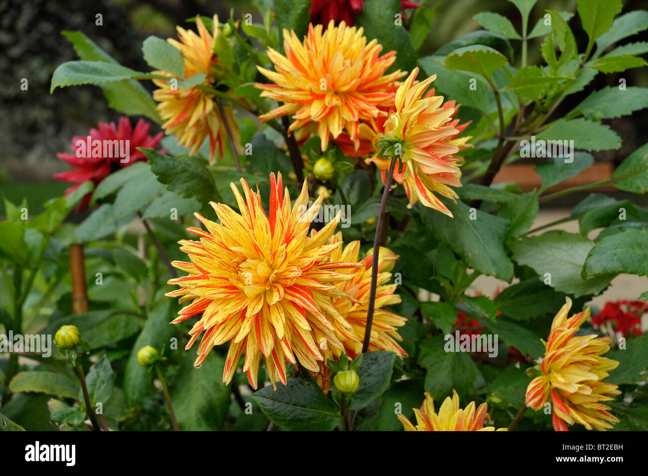 Dalia flowers floral display Stock Photo - Alamy