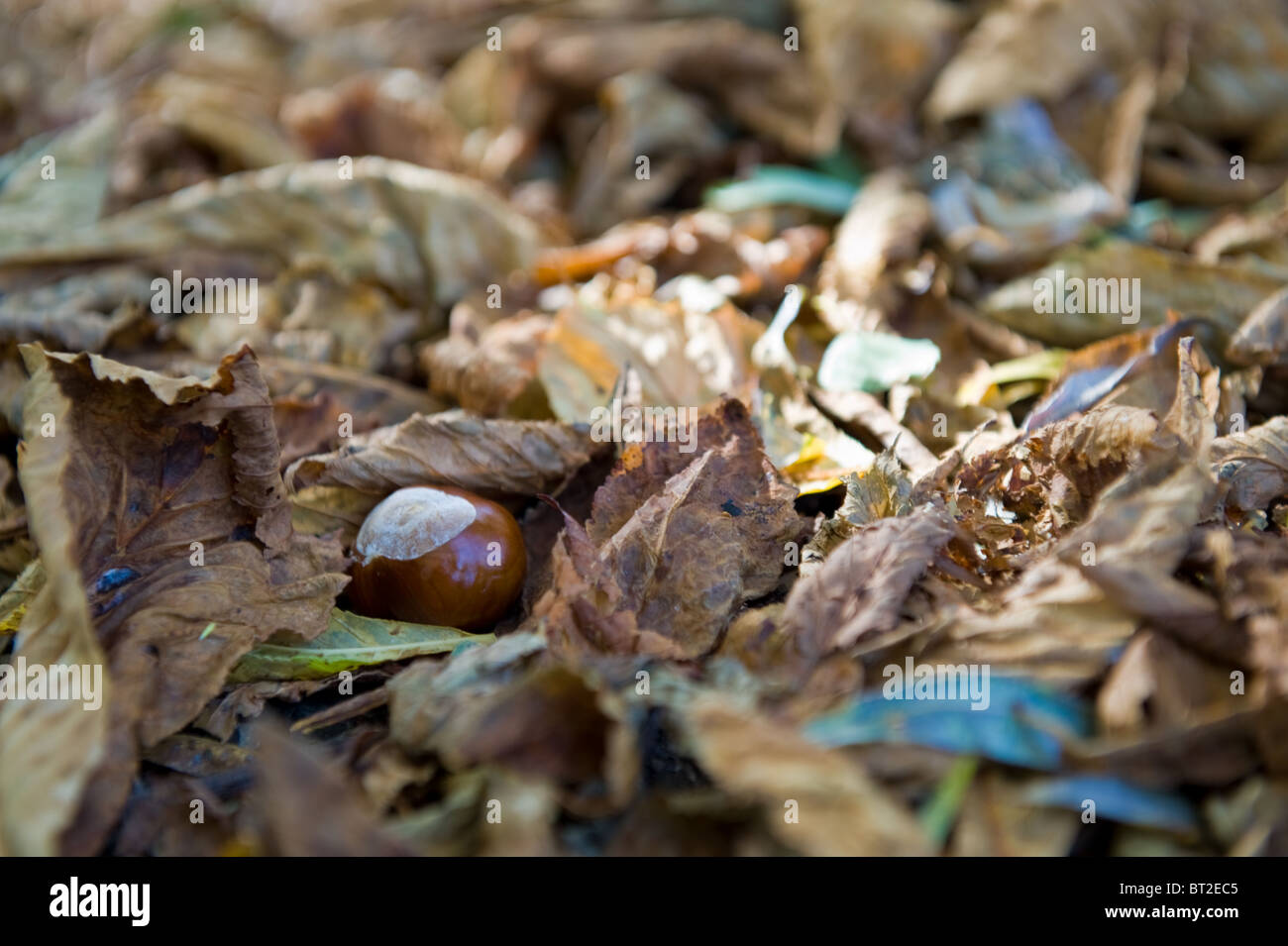 Fresh fallen Horse Chestnuts on the autumnal forest floor Aesculus ...
