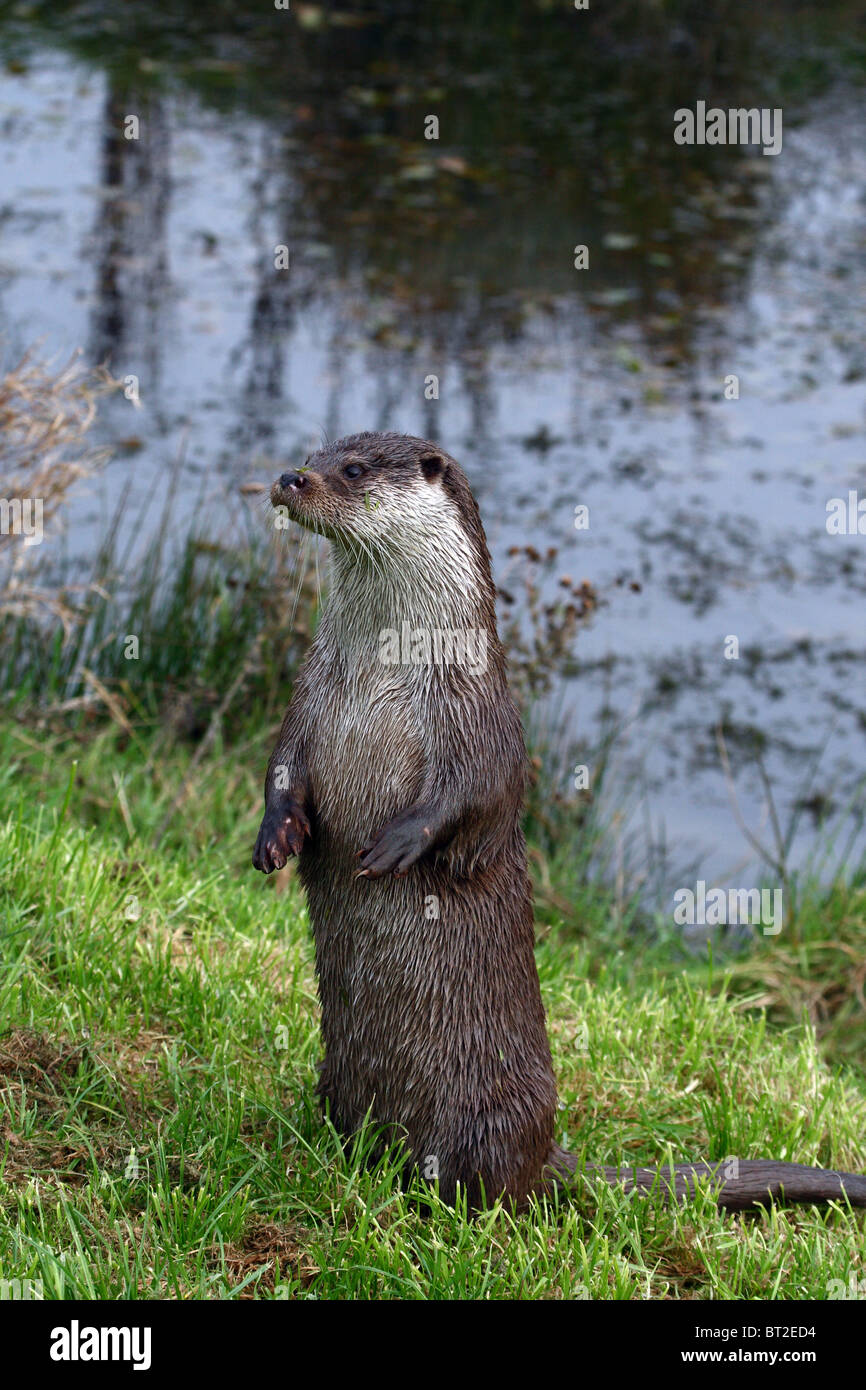 European Otter (Lutra lutra) - aka Eurasian Otter Stock Photo - Alamy