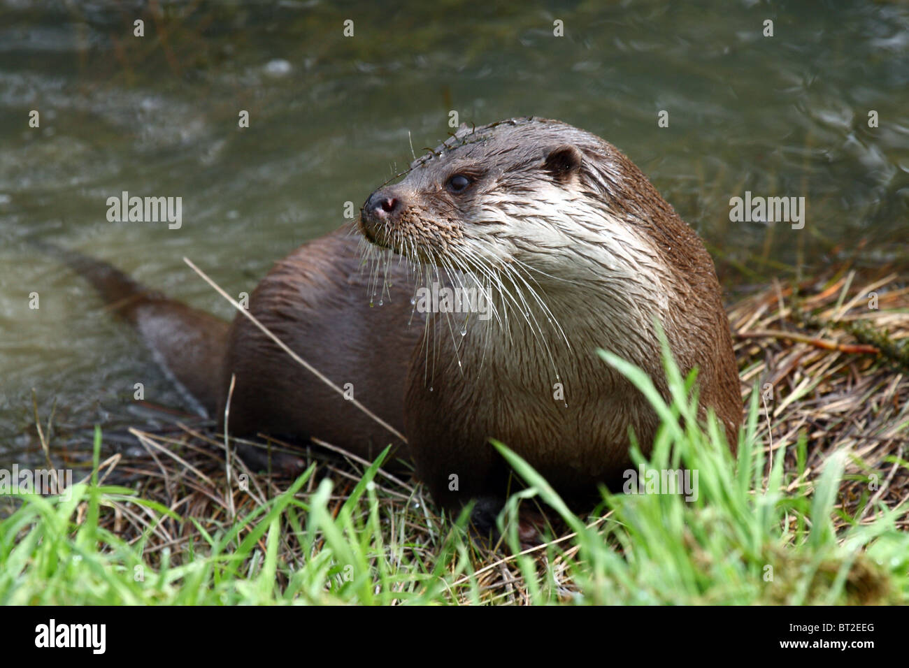European Otter (Lutra lutra) - aka Eurasian Otter Stock Photo - Alamy