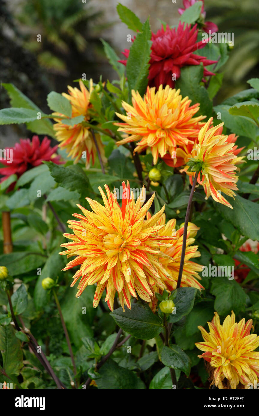 Dalia floral display Stock Photo - Alamy