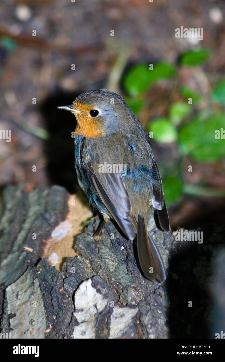 Wild bird Robin in a natural habitat. Wildlife Photography Stock Photo ...